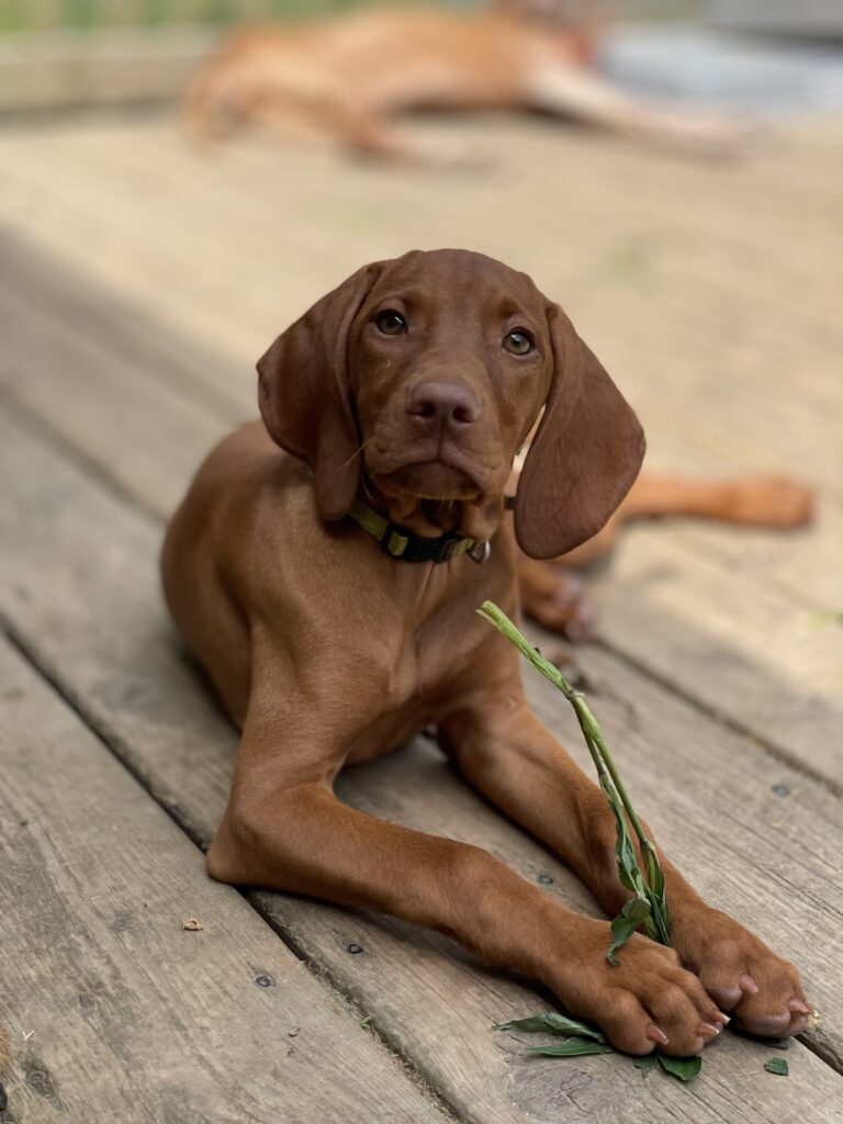 Welcome M from Dharma's 007 litter - HarbourPoint Vizslas